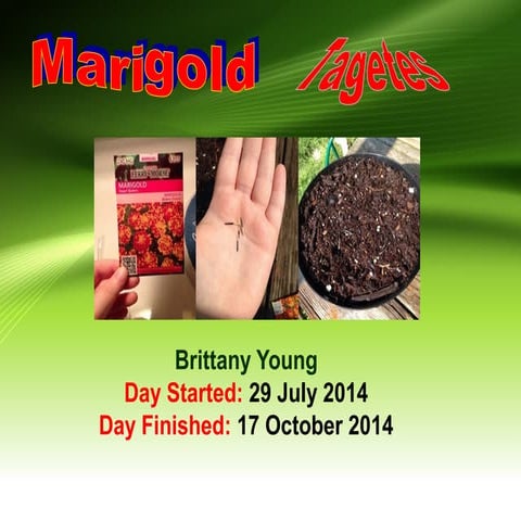 The Growth of a Marigold | PPT