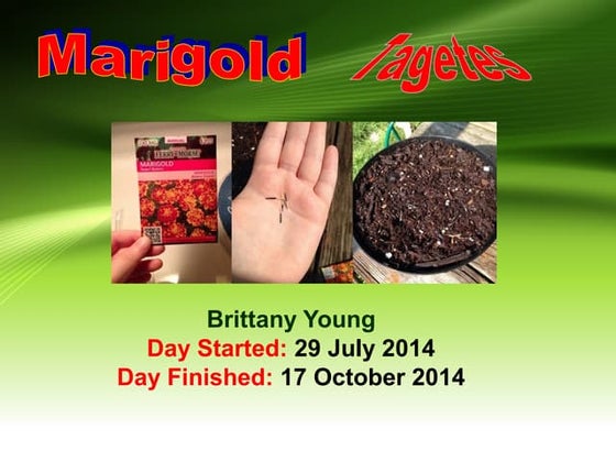 Marigolds | PPTX