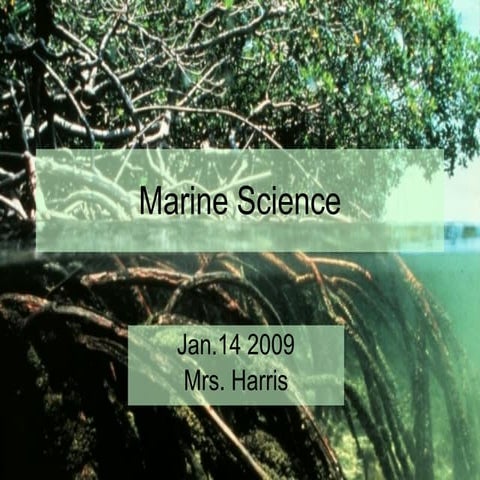 Mangroves Ppt