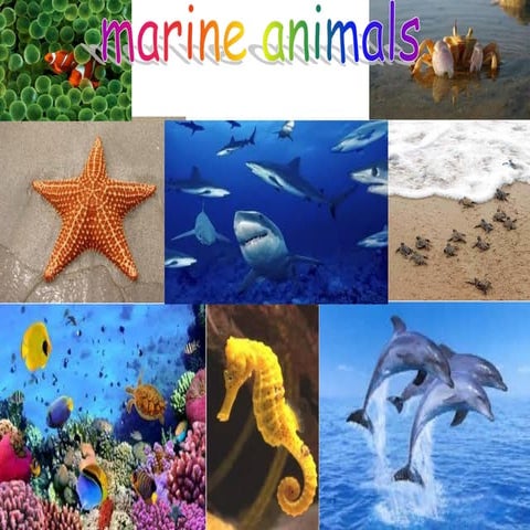 Marine animals | PPT