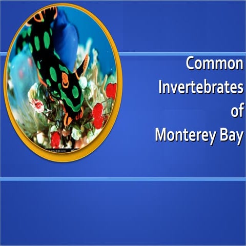 Marine Invertebrates | PPT