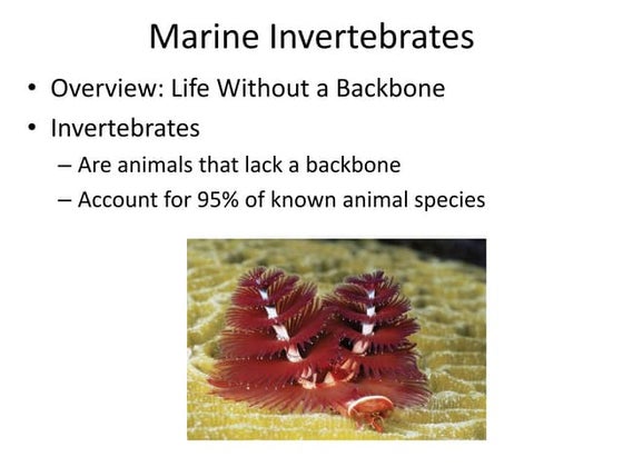 Invertebrates worksheet (except Arthropoda and Chordata)- Part 1- Pori.docx