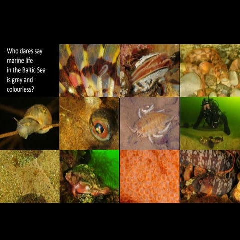 Marine life in the Baltic Sea | PPTX