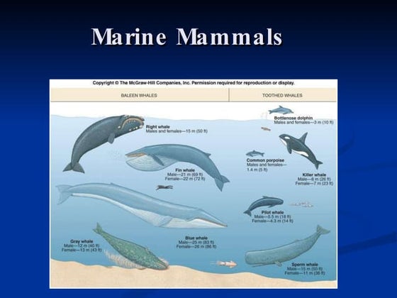 Fish Morphology | PPT