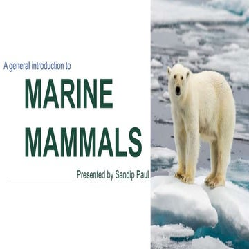 Marine Mammals | PPTX