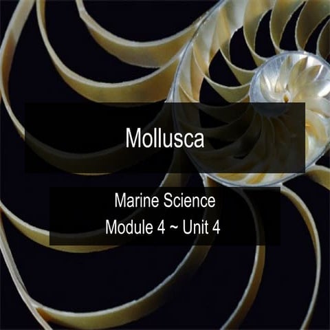 Marine Mollusks | PPT