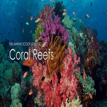 Marine Scoops Guide To Coral Reefs (Part 1/3) | PDF