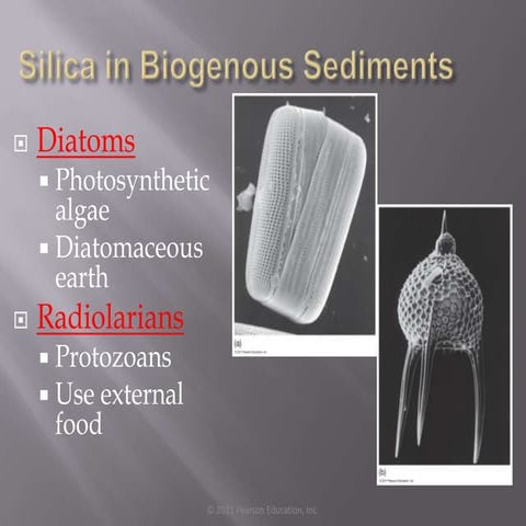 Marine Sediments Types (Detailed) | PPTX