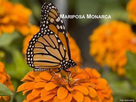 Monarch Butterfly | PPTX