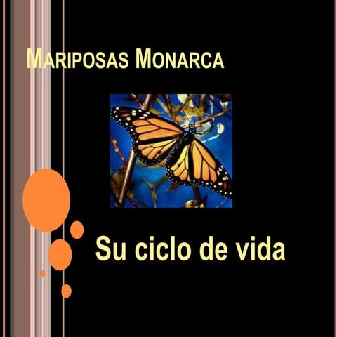 Mariposas monarca | PPTX