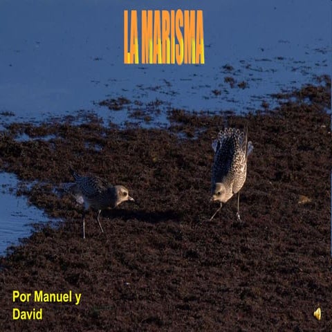 La Marisma | PPT