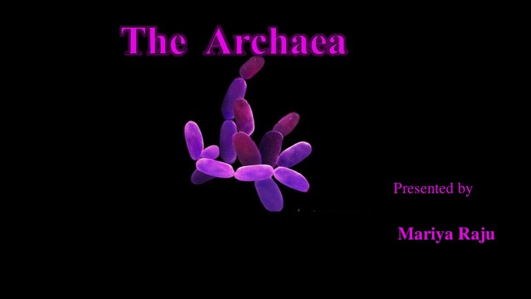 Archaea