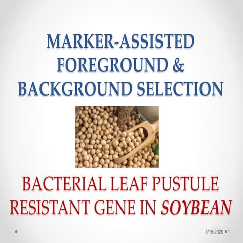 Marker assisted foreground & background selection in soybean | PPTX