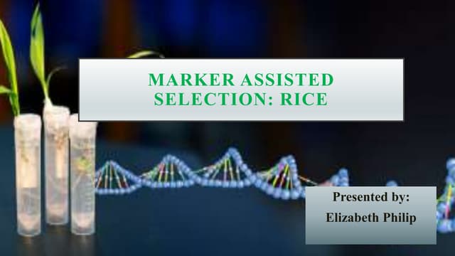 Marker assisted selection( mas) and its application in plant breeding | PPTX