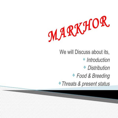 Markhor | PPT