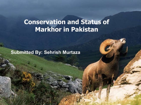 Markhor | PPT