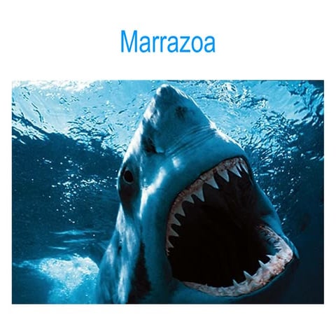 Marrazoa | ODP