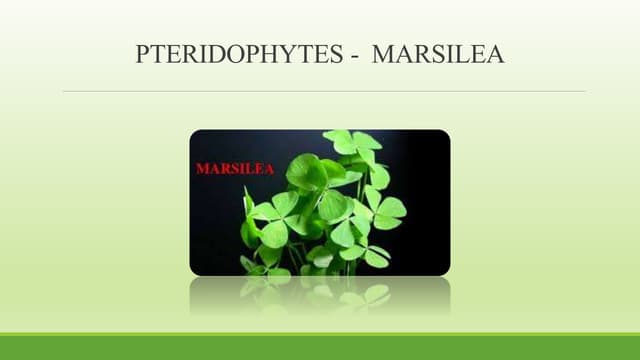 Marsilea structure and reproduction | PPTX