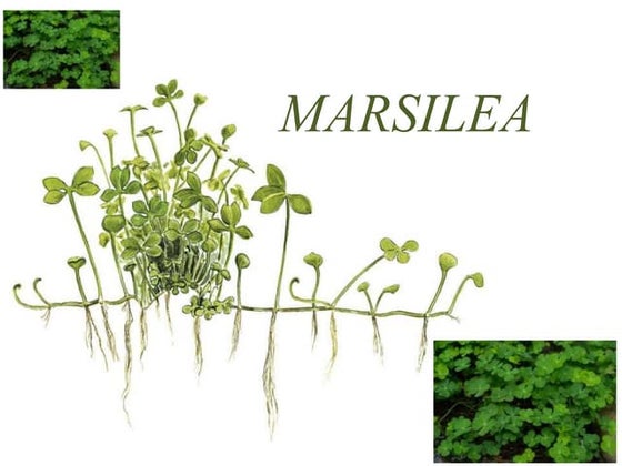 MARSILEA notes in detail for II year Botany.ppt
