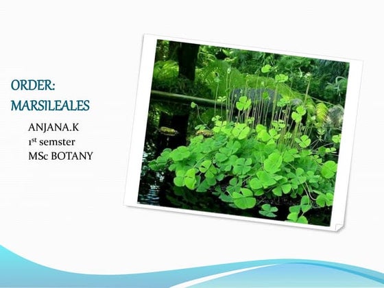 Marsilea structure and reproduction | PPTX