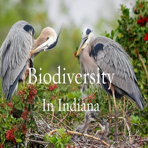 Biodiversity in Indiana - Sustainable Natural Resources Task Force 11 ...