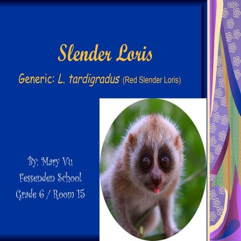Mary vu slender loris | PPT