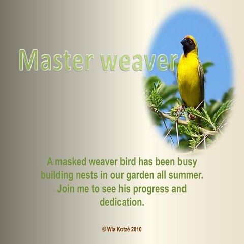 Master Weaver Final Show | PPSX