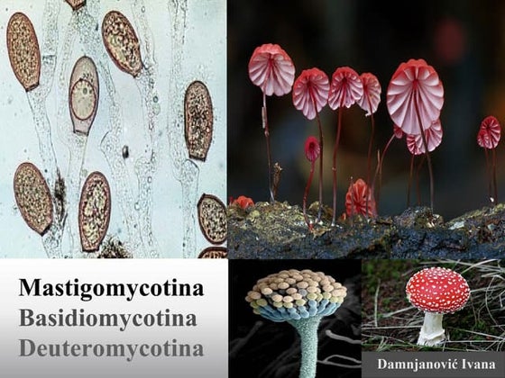 Basidiomycotina | PPT