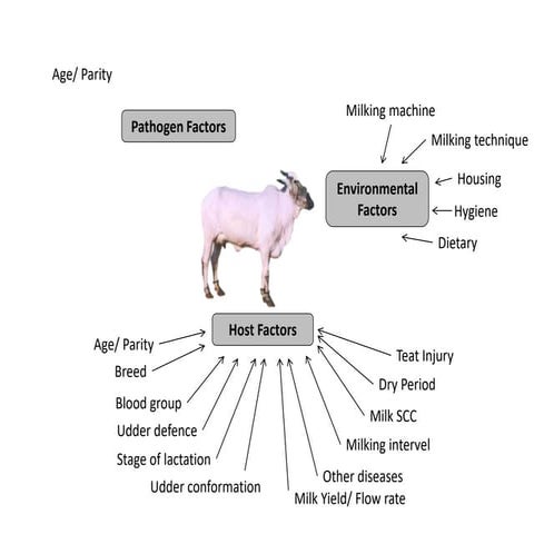 Mastis.pptx | Food & Drink