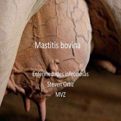 Mastitis bovina