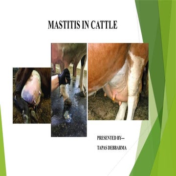 MASTITIS in cattle presentation veterinary medicine | PPTX