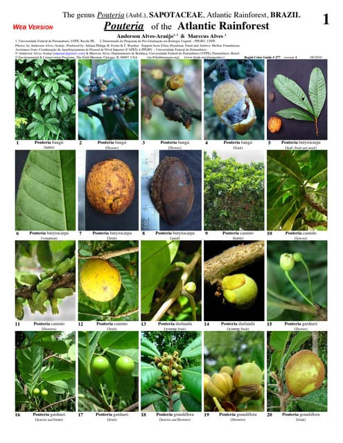 Mata atlantica - croton trees (euphorbiaceae) | PDF