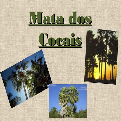 Mata dos cocais | PPT