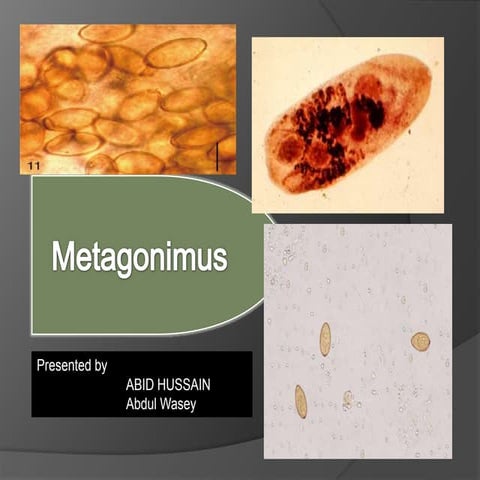Heterophyes heterophyes | PPTX