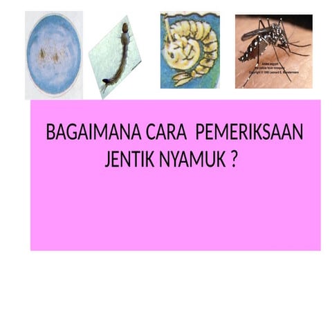 MATERI 1 RUMAH 1 JUMANTIK DAN CARA PEMERIKSAAN JENTIK NYAMUK | PPTX