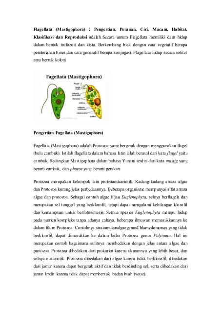 Thallophyta dan Spermatophyta diperairan.pptx