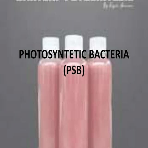 PPhotosynthetic Bacteria (PSB) , Manfaatnya Bagi Tanaman Budidaya dan ...