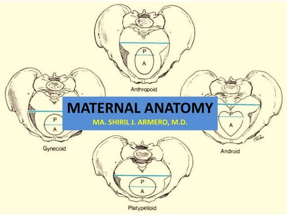Anatomy of cervix | PPTX