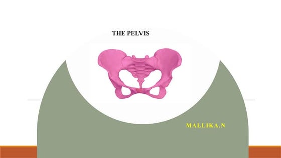 Female pelvis | PPTX | Pregnancy | Reproductive Health
