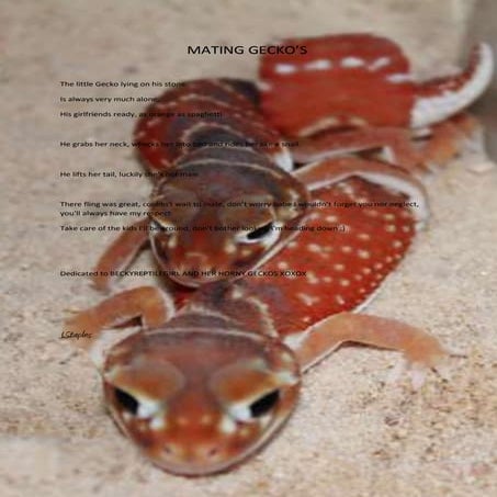 Mating gecko | DOCX