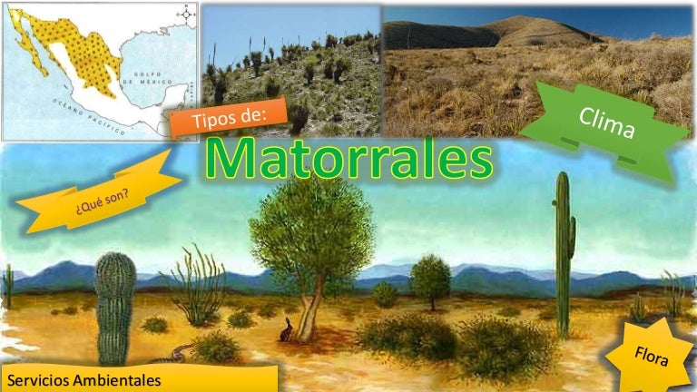 Matorrales