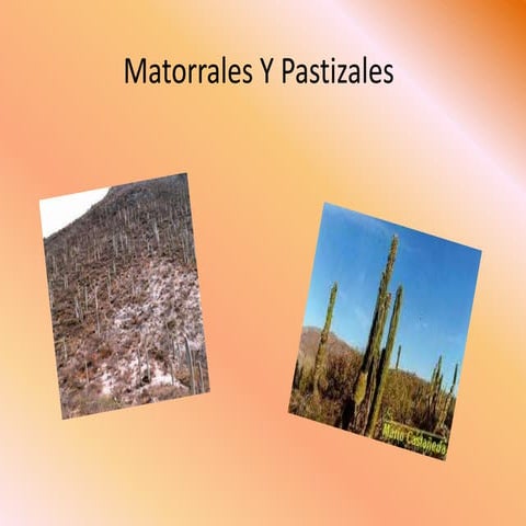 Matorrales y pastizales | PPTX