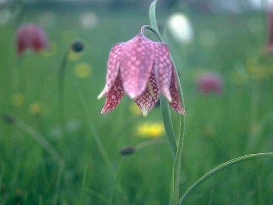 Types Of Matrix Retainer & Parts Of Retainer | PPT | Dental Health ...