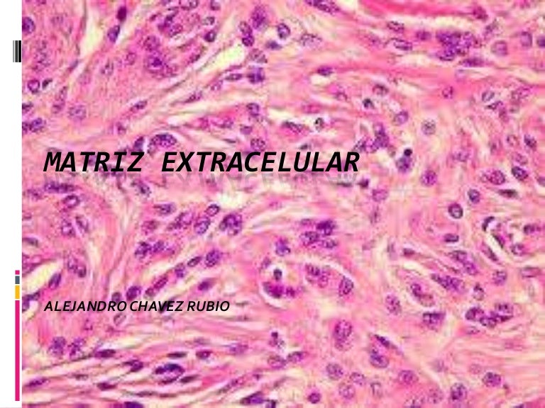 Matriz extracelular