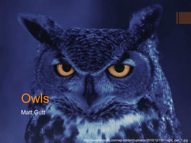 Echolocationandbatsczequeira | PPTX