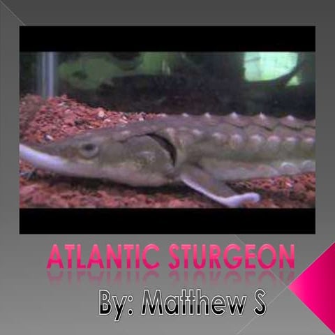 Matt sturgeon | PPTX