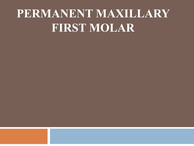 Upper First Molar Ppt