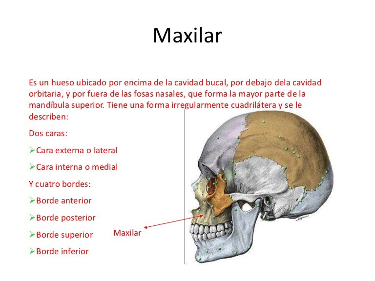 Maxilar Superior