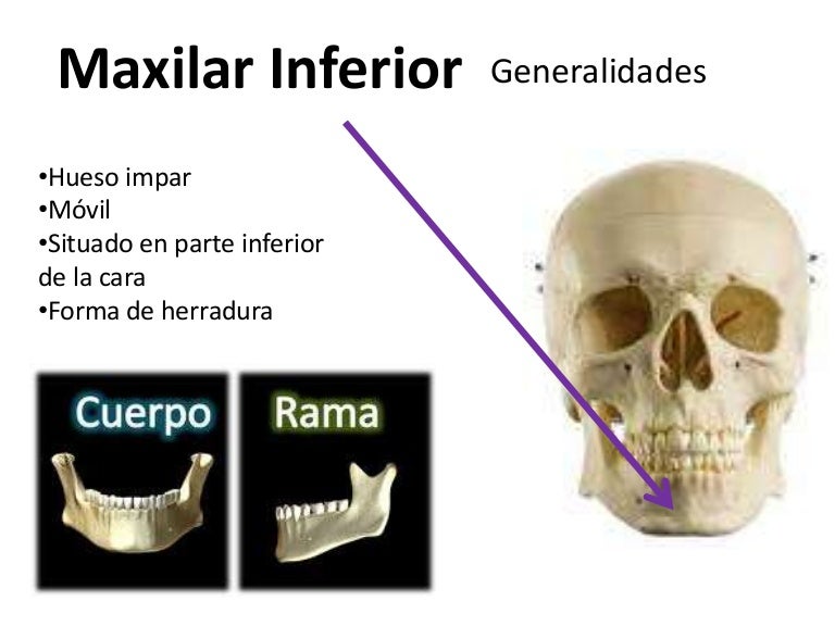 Maxilar inferior