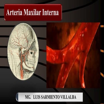 Anatomía De La Arteria Maxilar Armado Del Modelo. A. Visión Lateral